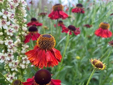 Helenium ‘moerheim Beauty Growing Guide Wild Garden Expert
