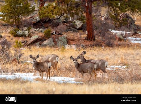 Deer Herd In The High Meadows Of Southern Colorado On A Beautiful Early