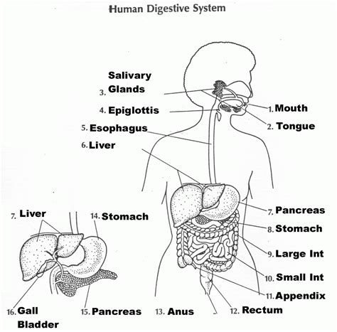 Diagram Of Digestive System Blank Printable Digestive System