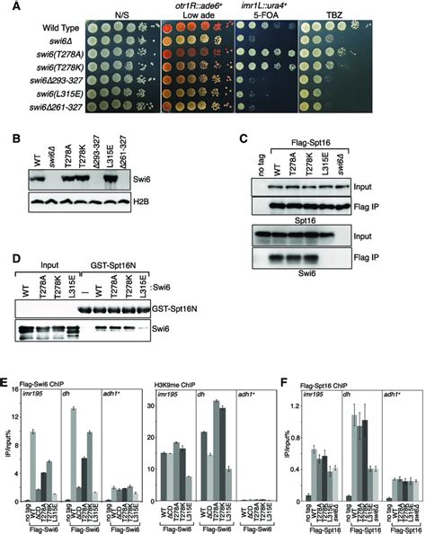Dimerization Of Swi6 Csd Is Critical For Spt16 Binding A Serial