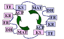 Type I System Of PKSs A Modular And B Iterative Download Scientific Diagram