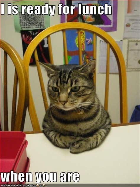 I Is Ready For Lunch When You Are Funny Cat Memes Funny Animal Jokes