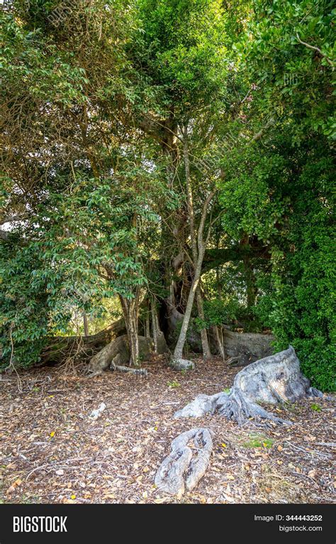 Giant Root System Tree Image Photo Free Trial Bigstock