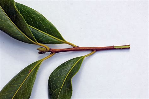 Propagation By Cuttings Jim S Camellias