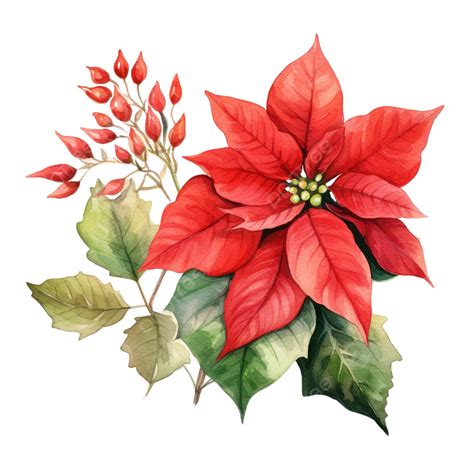 Planta De Flor De Pascua Clipart Gratis Flor De Navidad Png Dibujos