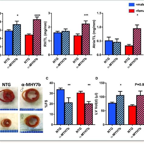 Myh7b Expression Results In Progressive Cardiac Dilation And Lv Download Scientific Diagram