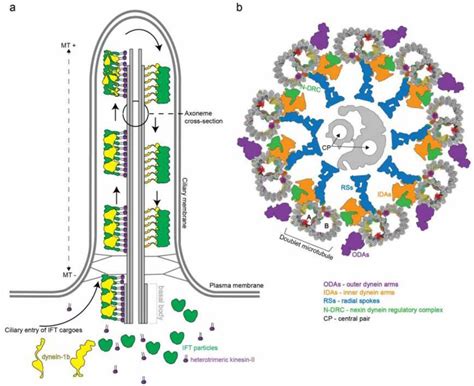 Green Algae As A Model Organism Algae