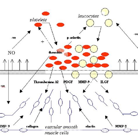 1 Cellular Aspects Of Intimal Hyperplasia Formation Endothelial Download Scientific Diagram