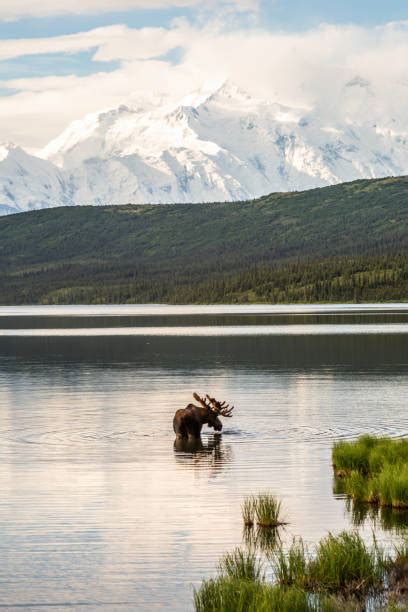 450 Alaska Musu Fotoğraflar Stok Fotoğrafları Resimler Ve Royalty