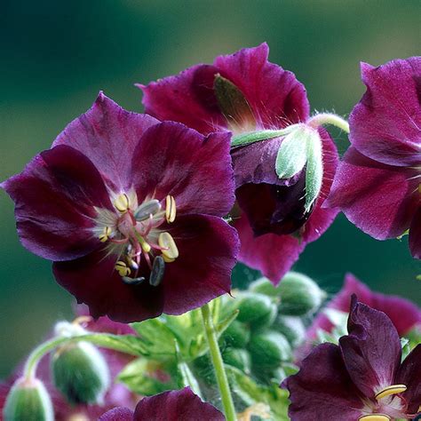 Geranium Springtime Parkers Wholesale