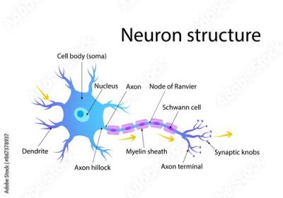 Detailed Illustration Of Neuron Structure With Labeled Parts Wall Mural