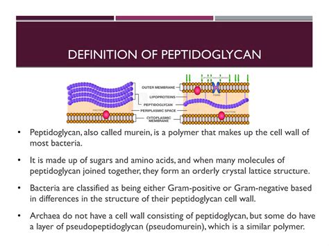Biosynthesis Of Peptidoglycanpdf