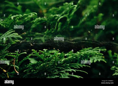 Spider Web Stretched On A Wooden Structure A Spider Web Of Silk Thread Intricately Woven By A