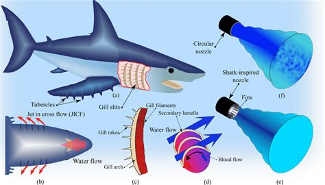Biomimicry Modeling Of The Shark Inspired Nozzle⁵ Download Scientific Diagram