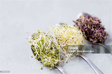 회색 콘크리트 배경에 마이크로 그린 구색의 플랫 평지 상단 보기 신선한 알팔파 콩나물 브로콜리 꽃 봉오리 산호 싹 혼합 장식