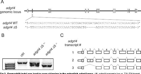 Figure 3 From Frameshift Indels Introduced By Genome Editing Can Lead To In Frame Exon Skipping