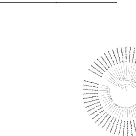 Genome Lineage Tree Of Acinetobacter Indicus Strain Ubt1 Bionj Download Scientific Diagram