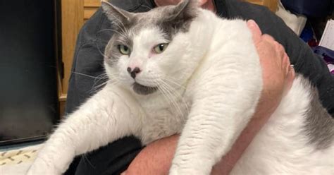 La Hermosa Historia De Adopción De Patches El Gato Que Se Hizo Famoso
