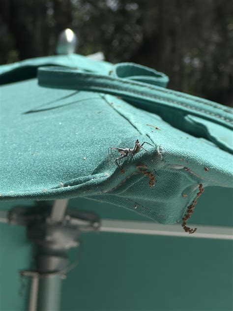 Any Ideas On This Spider Grasshopper With A Stinger R Bugidentification