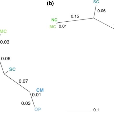 Tree Of Genetic Distance Between Five Geographic Regions Along The
