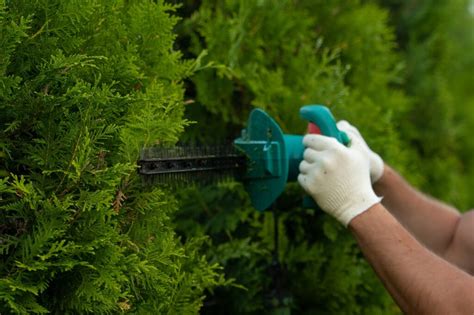 Tree Maintenance Tips To Help Sell Your Property Faster