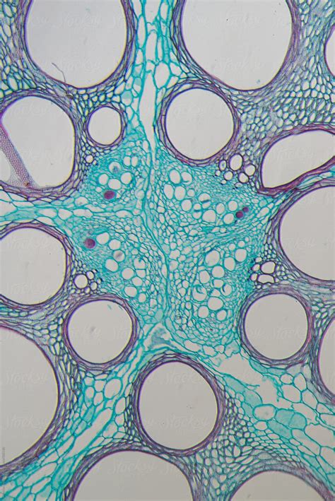 Cells Of Plant Cucurbita Stem By Stocksy Contributor Pansfun Images Stocksy