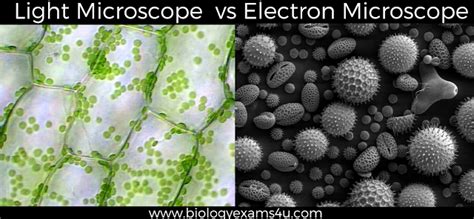 Difference Between Light Microscope And Electron Microscope Light Microscope Vs Electron