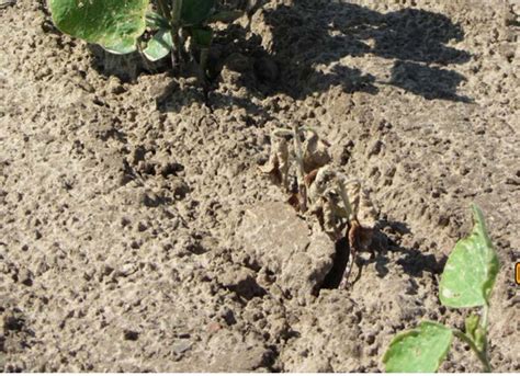 Soybean Germination Issues Titan Pro