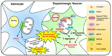 The Effect Of Mitochondrial Dysfunction On Astrocytes And Neurons In Download Scientific