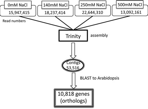 Flowchart Of The Experimental Design Used To Obtain Transcriptome Data Download Scientific