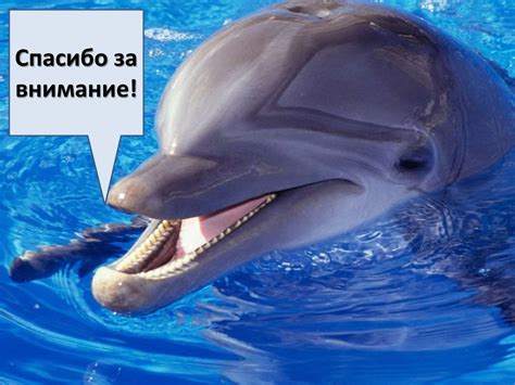 Немного о дельфинах презентация онлайн