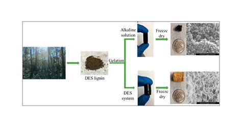 Deep Eutectic Solvent Assisted Facile Synthesis Of Lignin Based Cryogel Macromolecules