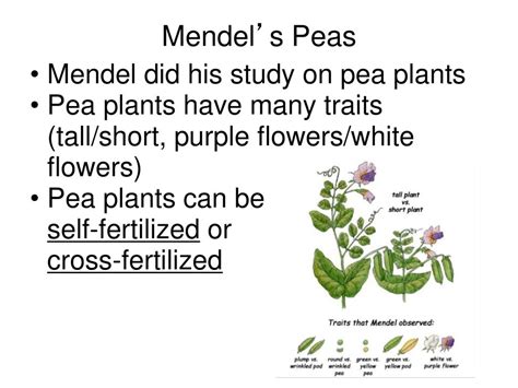 Introduction To Genetics Ppt Download