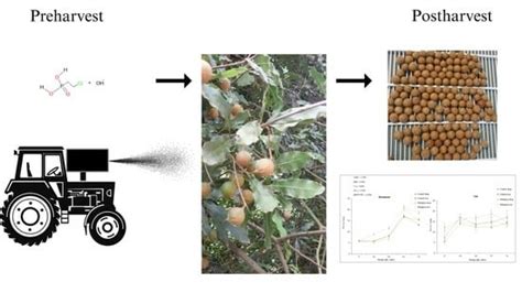 Effect Of Preharvest Ethephon Application On Selected Biochemical Components And Polyphenol