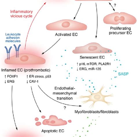 Pathways Associated With Vascular Remodeling In Copd Download