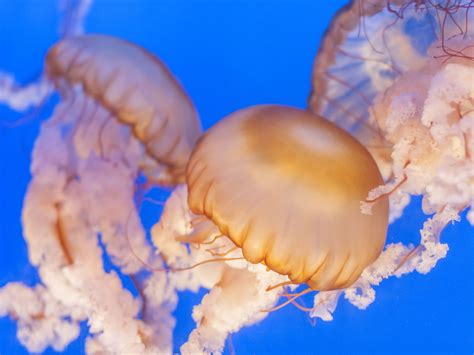 Midnight Zone Jellyfish