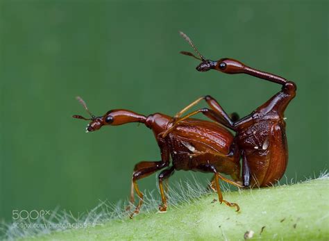 Giraffe Weevil Mating By Kurt Orionmystery G 500px