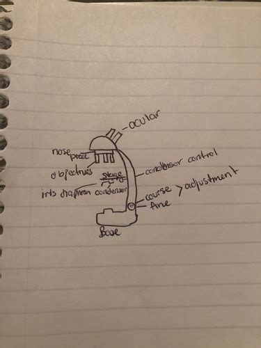 Biology Lab Flashcards Quizlet