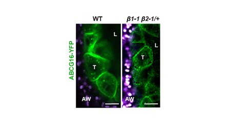 The Secret Sex Life Of Plants The AP Complexes And The Building Of The Pollen Cell Wall Plantae