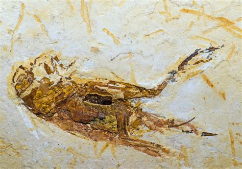 Grasshopper Fossil Stock Image C0285708 Science Photo Library Grasshopper Fossil Stock Image C0285708 Science Photo Library