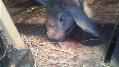 კალიფორნიული გოლიათი ველიკანი Kaliforniuli Goliati Velikani Youtube