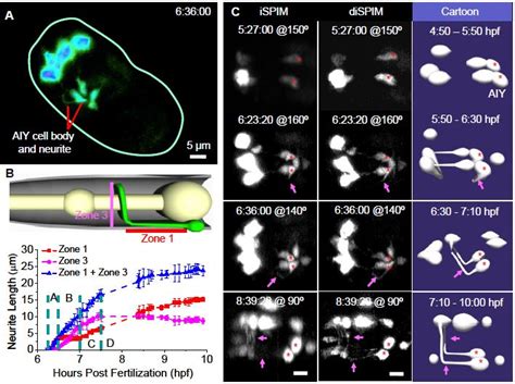 Isotropic Four Dimensional Imaging With Dual View Plane Illumination