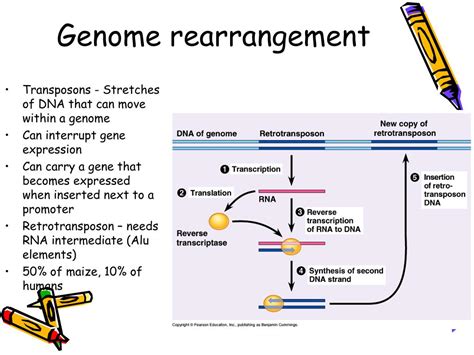 Ppt Genome Control Powerpoint Presentation Free Download Id230061