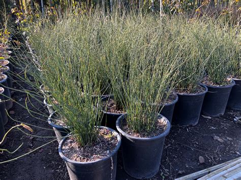Buy Chondropetalum Tectorum El Campo El Campo Small Cape Rush
