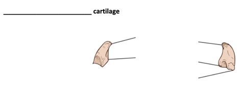 Arytenoid Cartilage Anatomy Diagram Quizlet