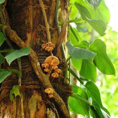 Fungus On A Tree Stock Photo Image Of Sliced Tropical