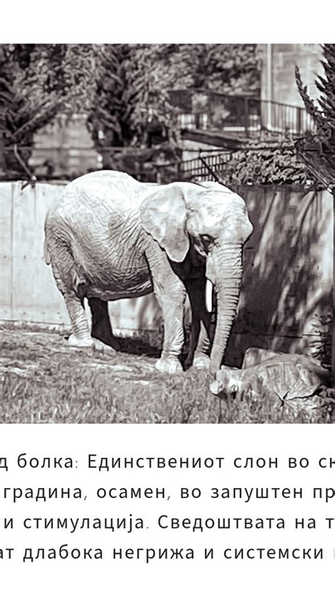 Дива „Не треба да сте експерт за да видите дека нешто не е во ред “ Мирната прошетка на едно