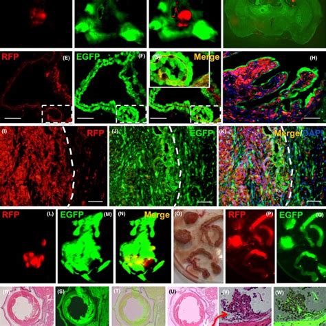 A‐c A Hairy Green Fluorescent Mouse A A Hairless Green Fluorescent Download Scientific