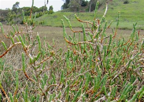 The Importance Of Pickleweed And The Plight Of Californias Coastal Salt