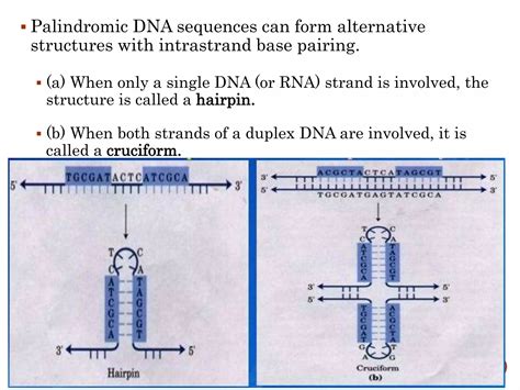 Deoxyribonucleic Acid Dna Pptx Deoxyribonucleic Acid Dna Pptx